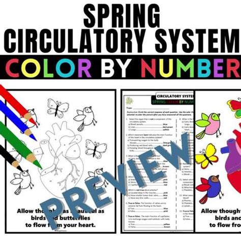 Spring Color By Number Circulatory System Parts And Function Activities