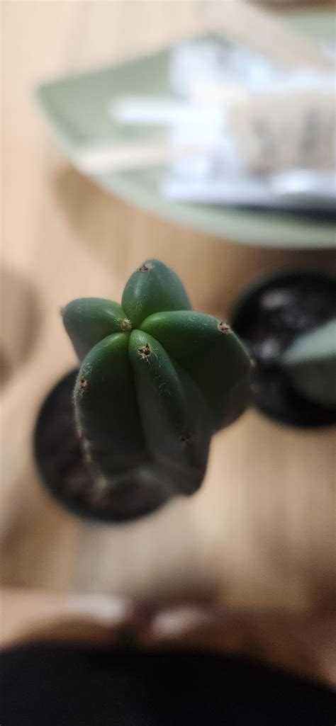Identification Of This Beauty Sold As Houseplant At Generic Garden