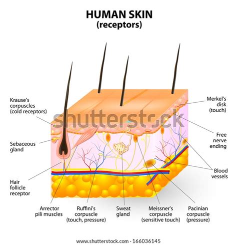 Human Skin Layer Cross Section Stock Illustration 166036145