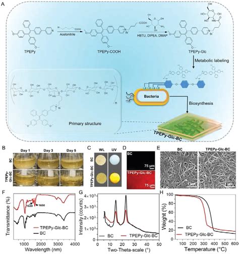 Design Structure And Characteristics Of Functional Bacterial