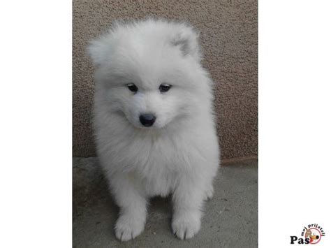 Samojed Mali Oglasi I Prodavnice