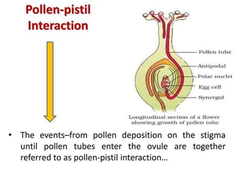 Pollen Germination Under Microscope Pptx Infertility Reproductive Health