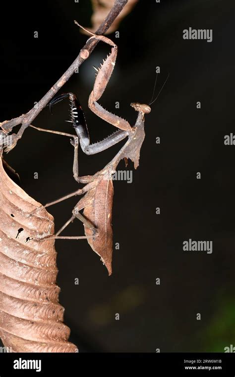 Dead Leaf Mantis Deroplatys Dessicata Resting On Dead Leaf Sabah Borneo Malaysia Stock