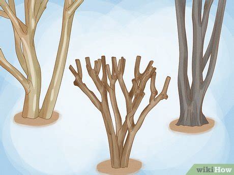 How To Prune A Crepe Myrtle Where And When To Cut