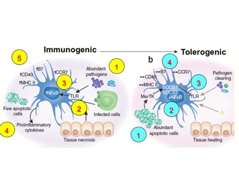 Dendritic Cells In Tolerance Quiz