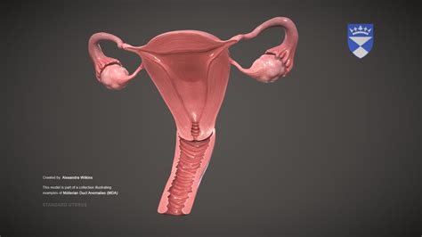 Standard Uterus Anatomy Cross Section 3d Model By University Of