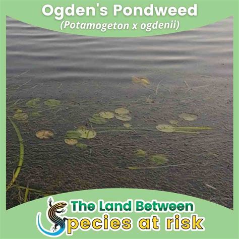 Ogdens Pondweed Species At Risk In The Land Between