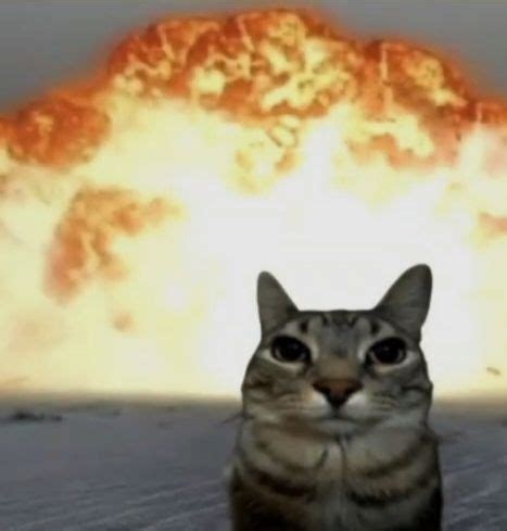 Thousand Yard Stare Cat  Thousand Yard Stare Cat Kitty Discover