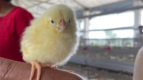 Chicks Vaccination Youtube