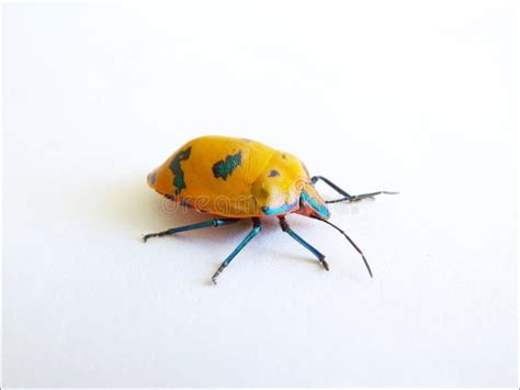 Colour Bug Stock Photos Image