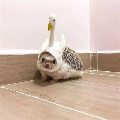 투디갤 혐 이 오리 진짜 오리 아닌 것 같지 않음 ㄷㄷ