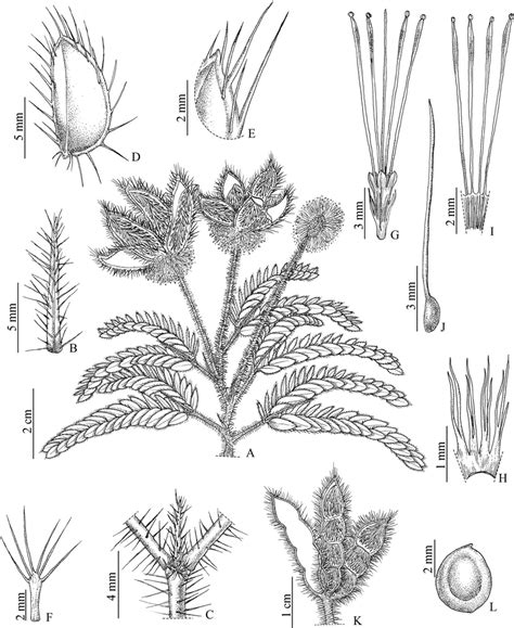 mimosa gustavoi a habit b stipule c apical projection of the