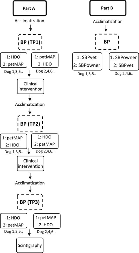 Flow Chart Of Study Parts A And B BP Blood Pressure Measurement TP Download Scientific