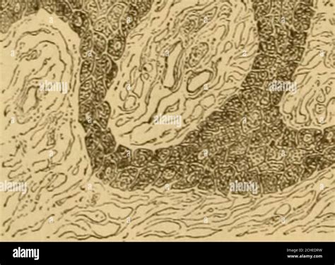 Pampiniform Plexus Histology