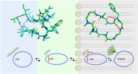 通过核磁共振采样的大环肽的构象：细胞渗透性模型 Journal Of The American Chemical Society X Mol