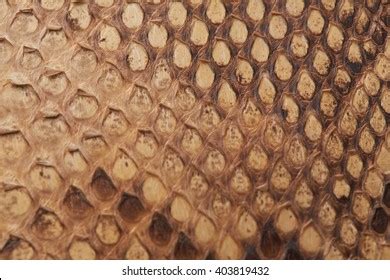 Python Skin Texture Stock Photo Edit Now Shutterstock