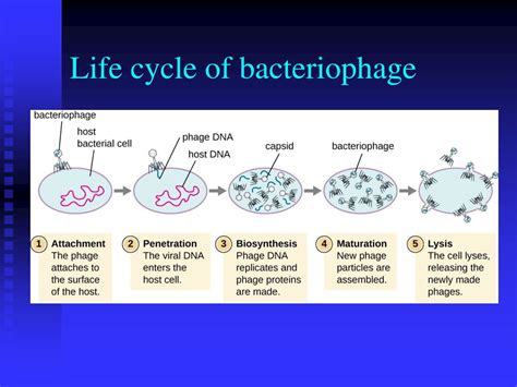 Ppt Exploring Life Forms Classification And Evolutionary Relations Powerpoint Presentation Id