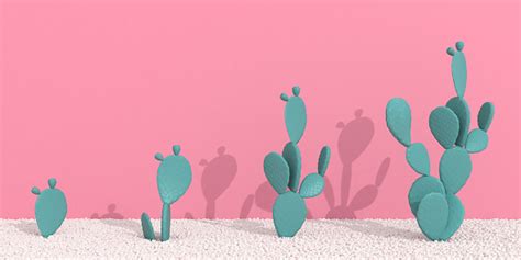 분홍색 벽 배경에 그늘과 그림자선인장의 최소한의 스타일 흰색 자갈에 성장 하는 식물의 시퀀스 3d 렌더링 0명에 대한 스톡 사진 및 기타 이미지 Istock