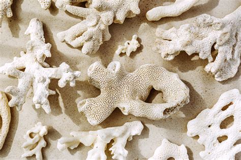 햇빛에 태양 그림자가 있는 산호의 흰색 조각 밝은 베이지 회색 콘크리트 최소 흑백 패턴 중립 색상에 흩어져 있는 다른 자연 산호의 사진 위 그라데이션에 대한 스톡 사진 및