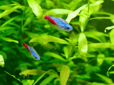 Neon Tetra Disease 6 Main Causes Of Your Pets Distress