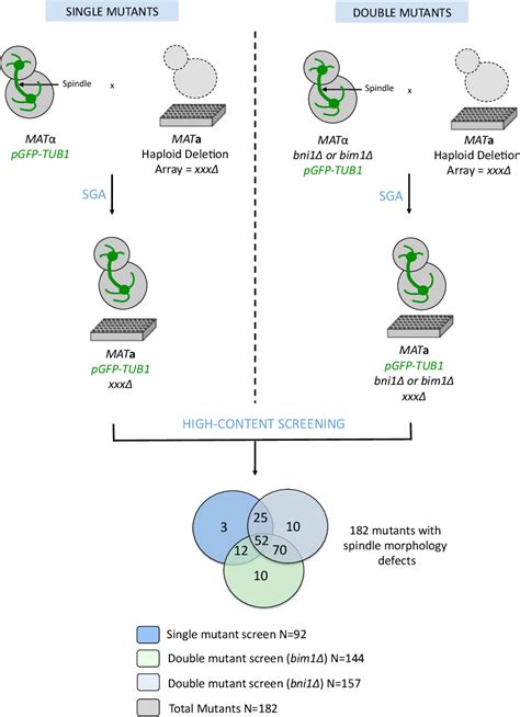 Figure 1 From A Phenomic Assessment Of Yeast Dna Damage Foci Using
