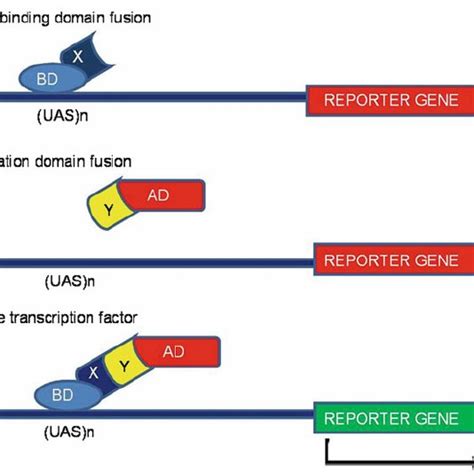 The Two Hybrid System Dna Binding Domain Bd And Transcription Download Scientific Diagram