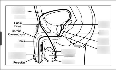 Diagram Of Male Reproductive Organs Quizlet