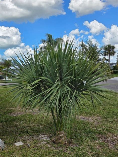 Living Shorelines Biodiversity For A Livable Climate