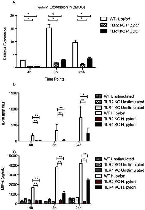 A Irak M Induction In Bmdcs After H Pylori Stimulation Is Dependent