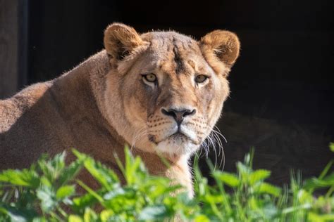 Ayla · Leeuwen · Stichting Leeuw