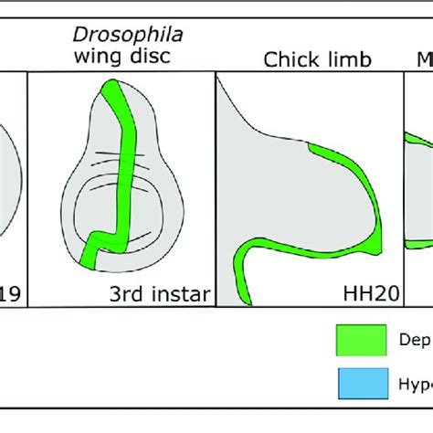 Patterns Of Depolarization And Hyperpolarization Across Various