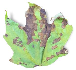 Anthracnose Disease Wachtel Tree Science