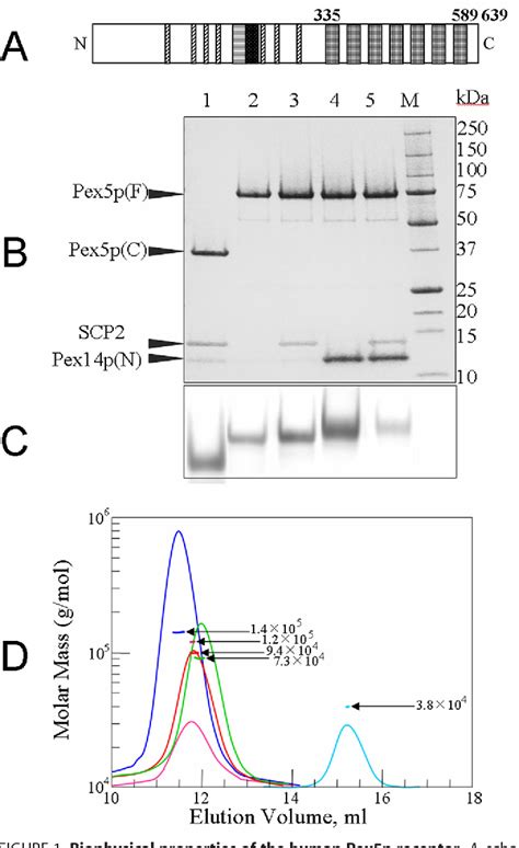 figure 1 from solution structure of human pex5·pex14·pts1 protein