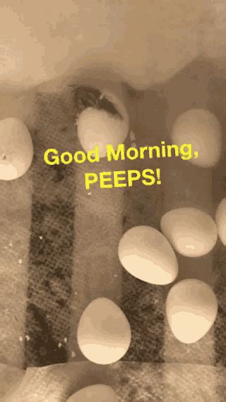 Morning Good Morning  Morning Good Morning Peeps Discover