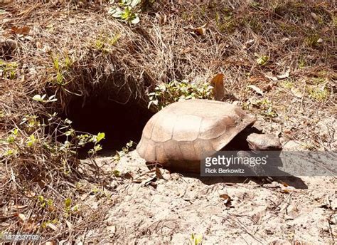 Gopher Tortoises Photos And Premium High Res Pictures Getty Images