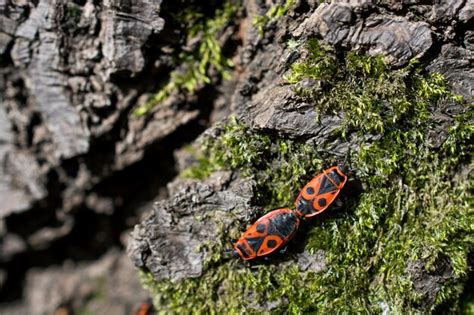 Premium Photo The Firebug Pyrrhocoris Apterus