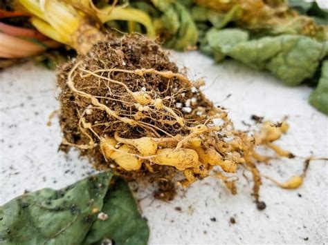 How To Control Root Knot Nematodes Organically Garden Betty