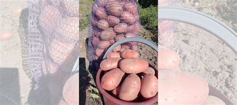 Картофель купить в Тюмени Товары для дома и дачи Авито