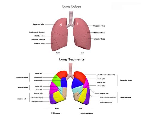 What Is A Apical Lung Nodule At Isabella Jolly Blog