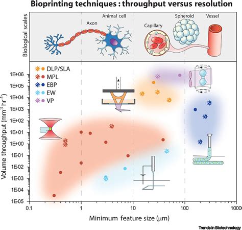 Breaking The Resolution Limits Of D Bioprinting Future Opportunities And Present Challenges