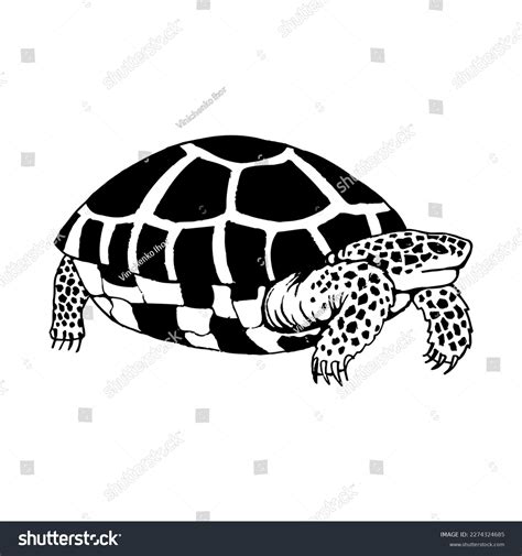 Land Turtle Side View Drawing Black Stock Vector Royalty Free 2274324685 Shutterstock