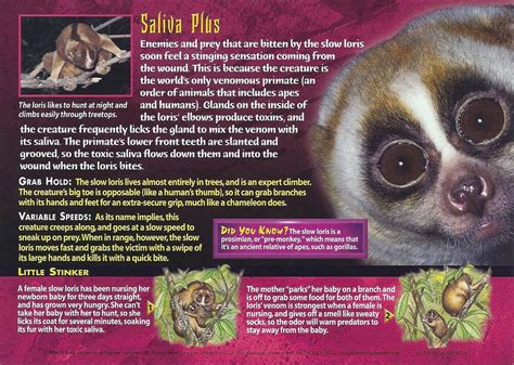 Toxic T 75 Slow Loris Back By Frylock921 On Deviantart