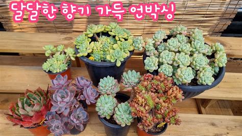 24516 🌹달달한 향기 가득 언박싱🌹 꽃동산다육에서 온 로치에서 향기가 폴폴~🌸🌸 꽃동산다육 010 3939 4304 Youtube