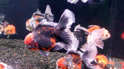 금붕어 종류 오란다 난주 차이점 금붕어 키우기 수명 먹이 특징 네이버 블로그