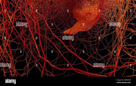 Human Arterial And Venous Circulatory System Medically Accurate