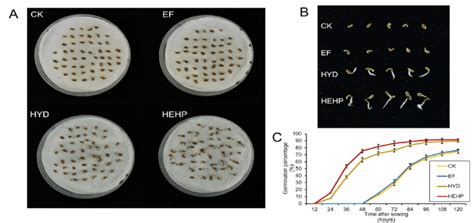 Seed Germination And Seedling Growth Status Of Carrot Seeds After