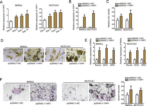 yap1 promoted bmsc and mc3t3 e1 differentiation a qrt pcr measured