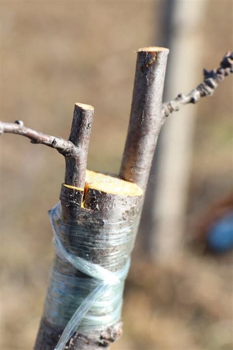 The Tree Grafting Technique Is A Specialized Method Used For Effective
