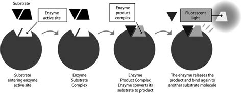 3 Schematic Overview Of The Enzymatic Reaction Download Scientific Diagram