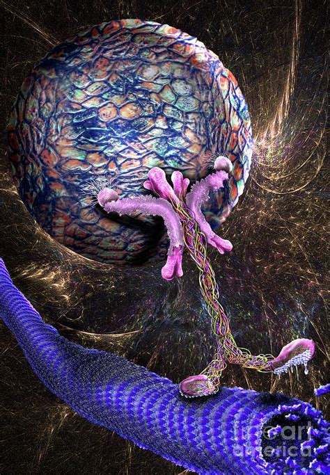 Intracellular Transport Photograph By Keith Chambersscience Photo Library
